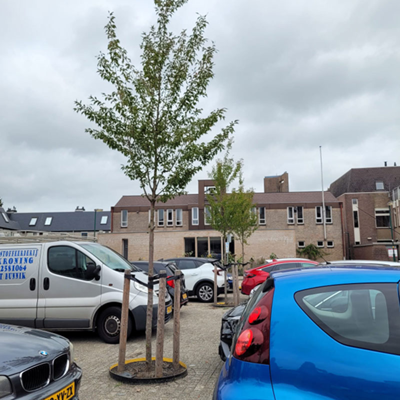 Projects – TreeTube